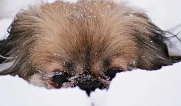 14 Pekingese Photos That Will Make You Smile In The Cold Months Of The ...