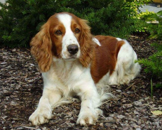 14 Springer Spaniel Photos That Will Raise Your Mood - The Dogman