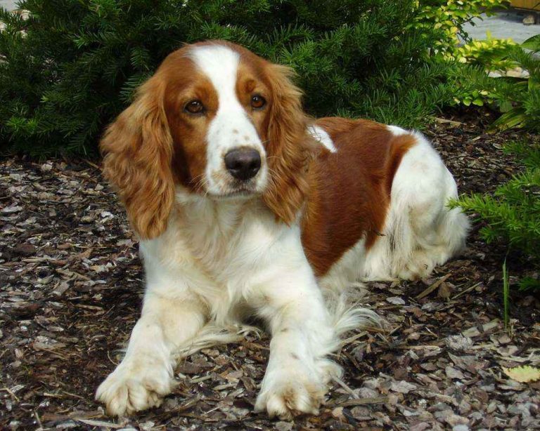 14 Springer Spaniel Photos That Will Raise Your Mood - The Dogman