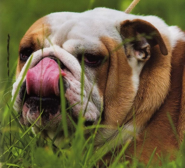 15 Hilarious Bulldog Pics To Put A Smile On Your Face - The Dogman