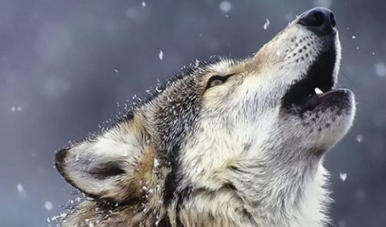 65+ White Wolf Names - The Dogman