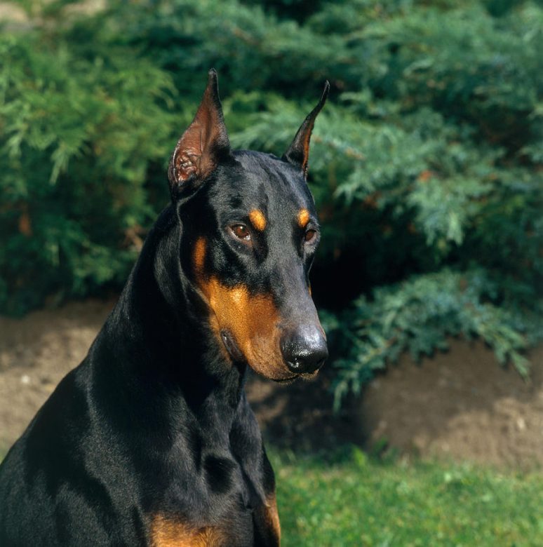 14 Photos Of Doberman Pinschers That Will Make You Smile For The Rest ...