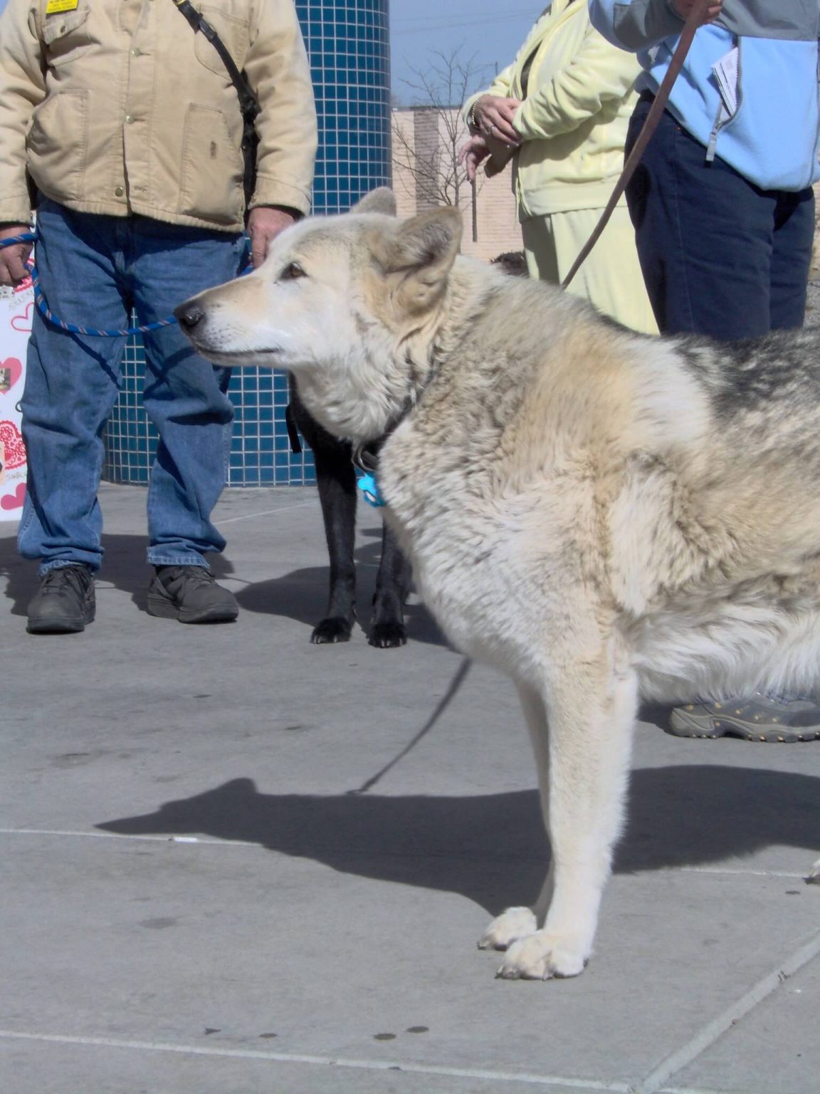 10 Most Popular Dog Breeds in Mexico - The Dogman