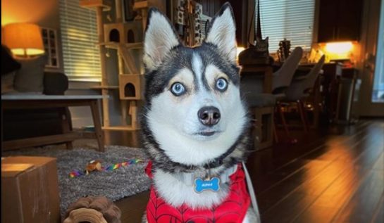 72+ Service Dog Names - The Dogman