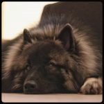 14 Amazing Facts About Keeshonds - The Dogman