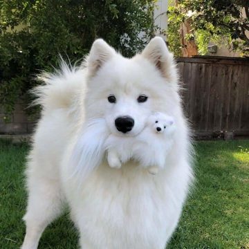 14 Smiling Facts About Samoyed Dogs - The Dogman
