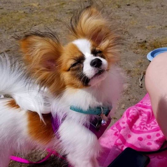 14 Royal Facts About Papillons - The Dogman