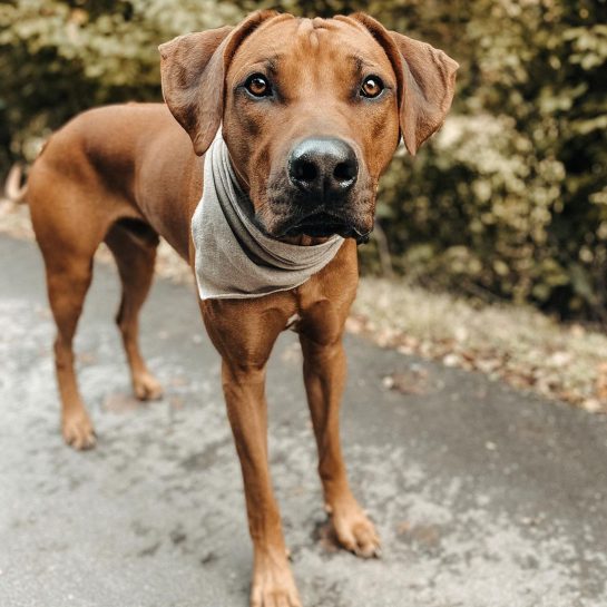 14 Things About Rhodesian Ridgebacks You Should Know - The Dogman