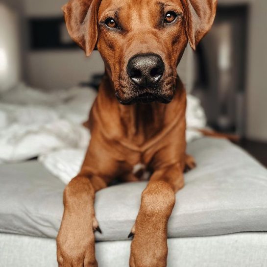 14 Things About Rhodesian Ridgebacks You Should Know - The Dogman