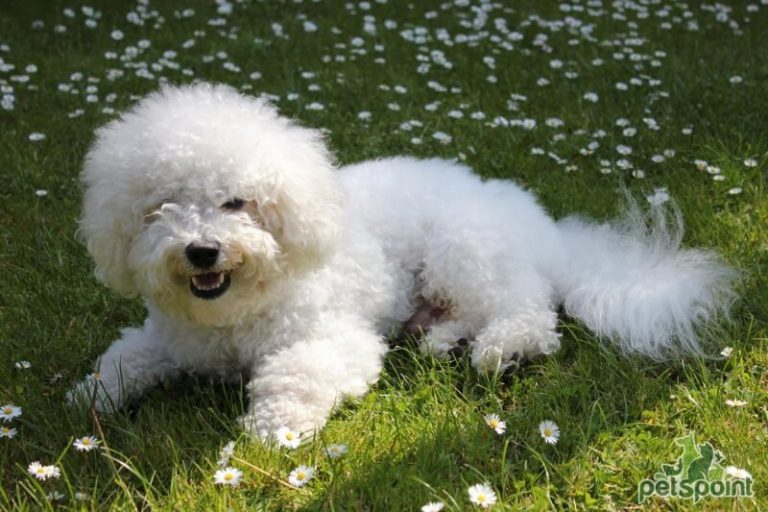 14 Amazing Facts About Bishon Frises You Probably Never Knew - Page 5 ...