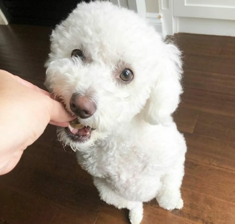 15 Photos Of Bichon Frise That Will Make You Smile For The Rest Of The ...