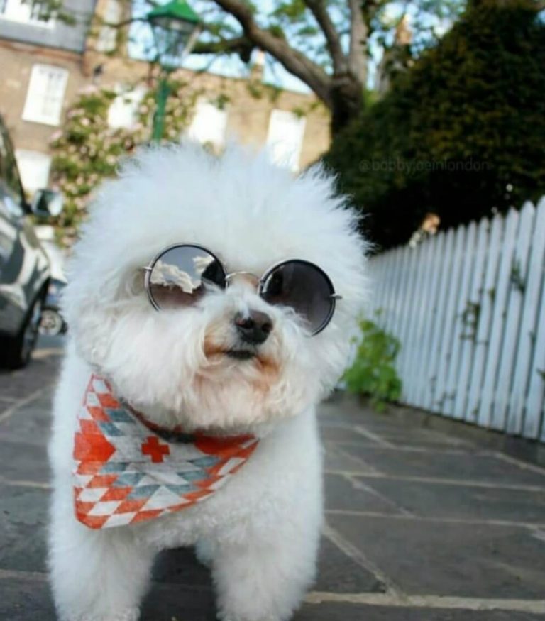 15 Photos Of Bichon Frise That Will Make You Smile For The Rest Of The ...