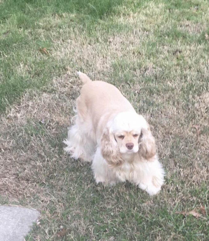 14 Pictures That Let Us Understand That Cocker Spaniel Owners Are Happy ...