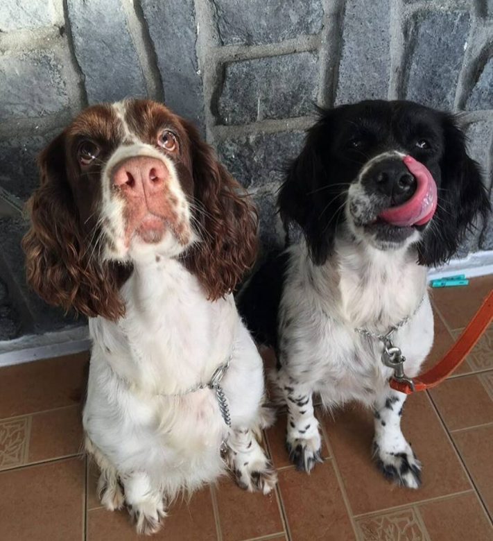 14 Pictures of Springer Spaniels That Will Cheer You Up - The Dogman