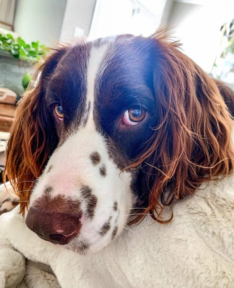 The 14 Craziest Things That Springer Spaniels Do - The Dogman
