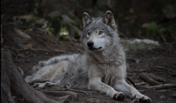 18 Celebrities With Yorkshire Terriers - The Dogman