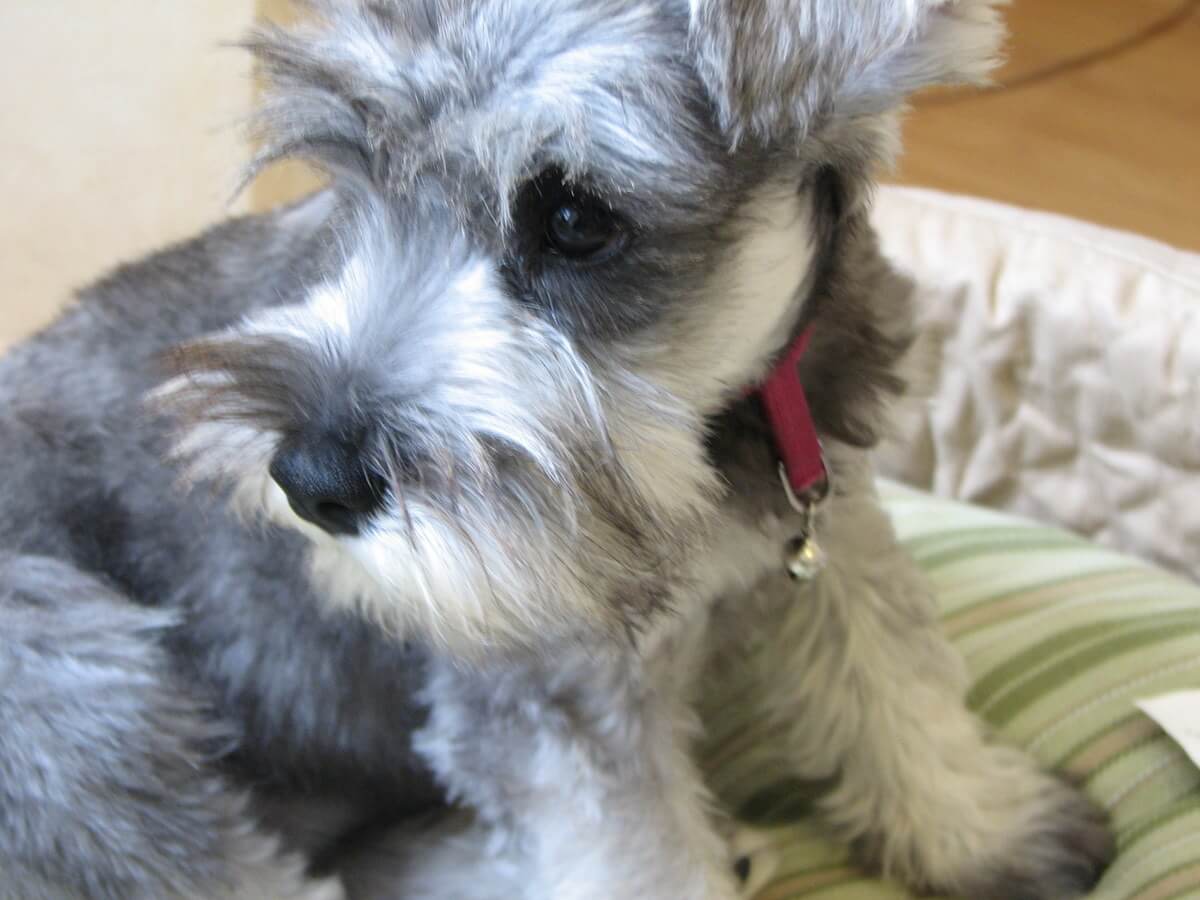 10 Most Popular Dog Breeds in Mexico - Page 2 of 4 - The Dogman