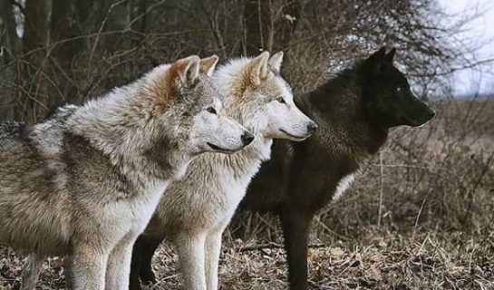 77+ Badass Wolf Names - The Dogman