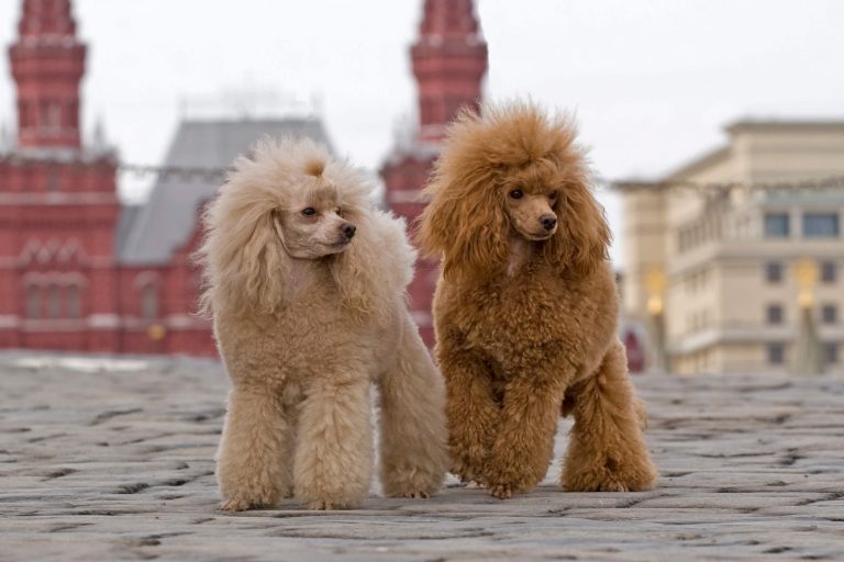 14 Pictures That Let Us Understand That Poodle Owners Are Happy People ...
