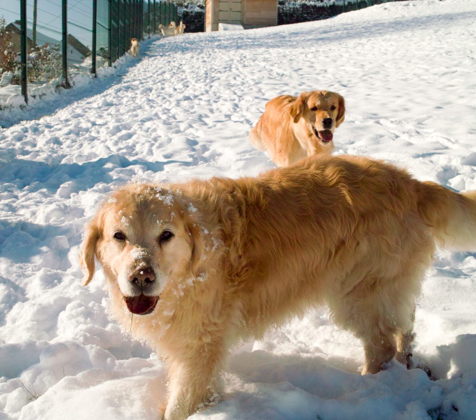 10 Most Popular Dog Breeds in Denmark - The Dogman