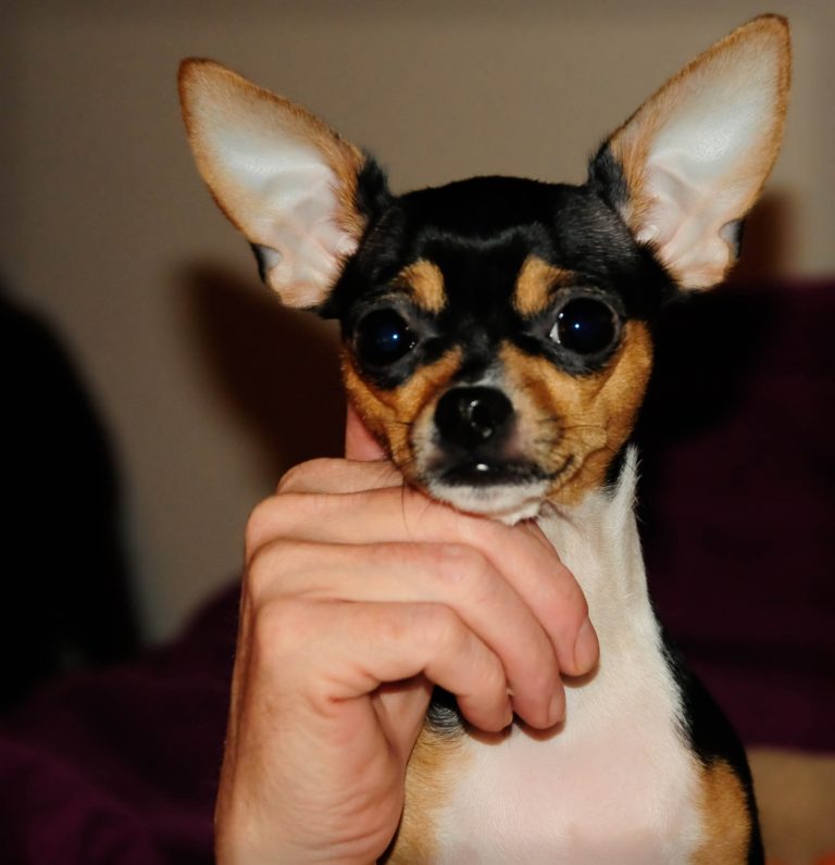 10 Most Popular Dog Breeds in Mexico - The Dogman