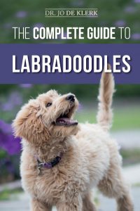 14 Books Every Labradoodle Dog Owner Should Read - The Dogman