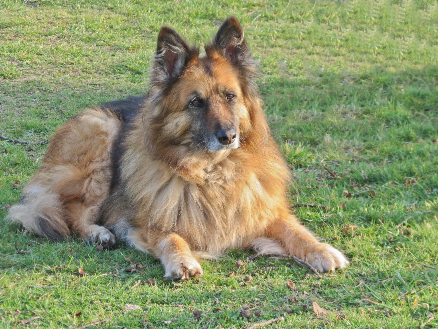 10 Most Popular Dog Breeds in Mexico - Page 2 of 4 - The Dogman