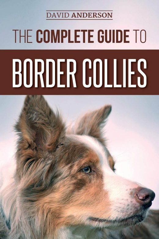 14 Books Every Border Collie Dog Owner Should Read - The Dogman