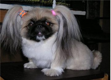 15 Pekingese Photos That Will Make You Smile For The Rest Of This ...