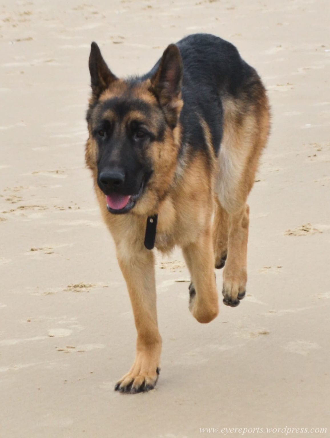 10 Most Popular Dog Breeds in Denmark - The Dogman