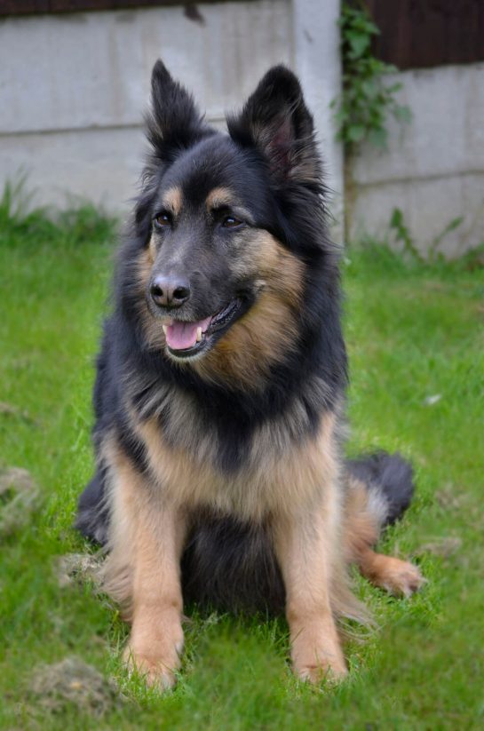 10 Most Popular Dog Breeds in Pakistan - The Dogman