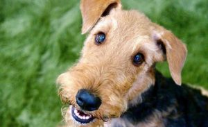 15 Pictures Only Airedale Terrier Dog Owners Will Think Are Funny - The ...