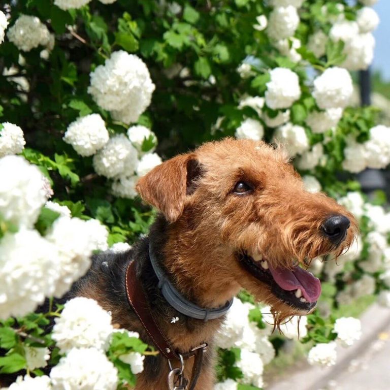 15 Pictures Only Airedale Terrier Owners Will Think Are Funny - Page 3 ...
