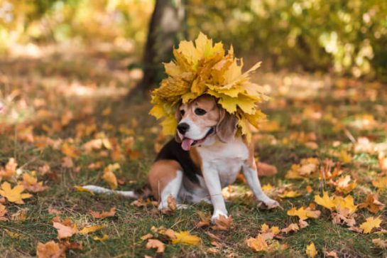 15 Adorable Pics Proving That Beagles Like Autumn - The Dogman
