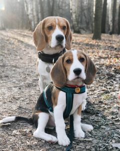 15 Cool Facts About Beagles - The Dogman