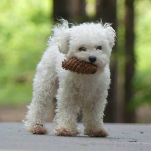 14 Amazing Facts About Bolognese Dogs You Probably Never Knew - The Dogman