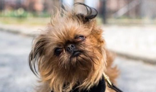 The 16 Cutest Brussels Griffon Pictures on Earth - The Dogman