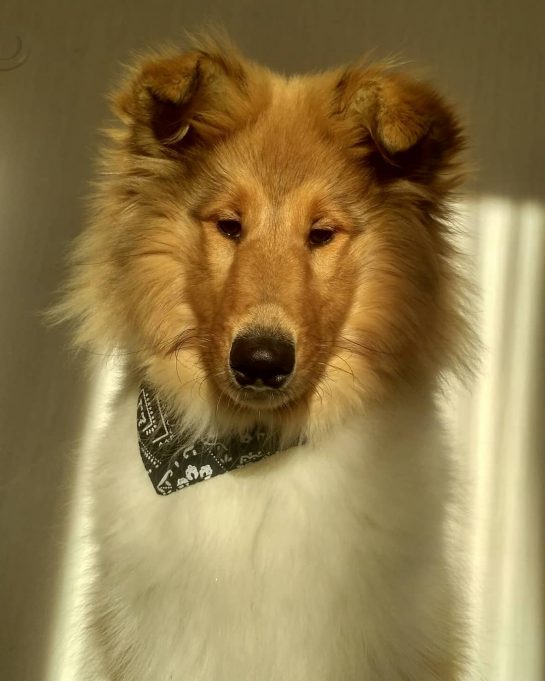 15 Cool Facts About Collies - The Dogman