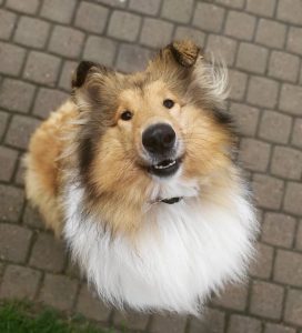 15 Interesting Facts About Collies - The Dogman
