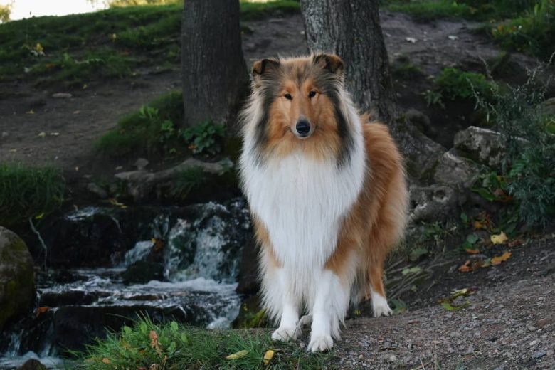 15 Amazing Facts About Collies You Probably Never Knew - The Dogman