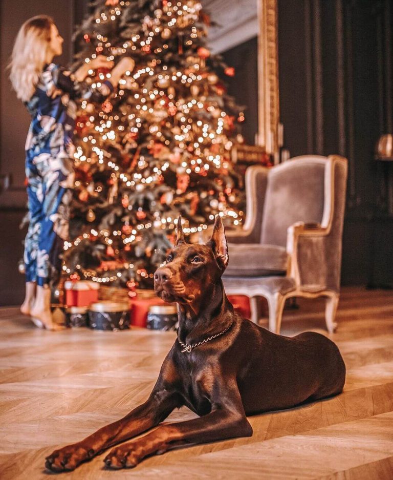 15 Doberman Pinscher Pics That’ll Keep You Smiling Through the Rest of ...
