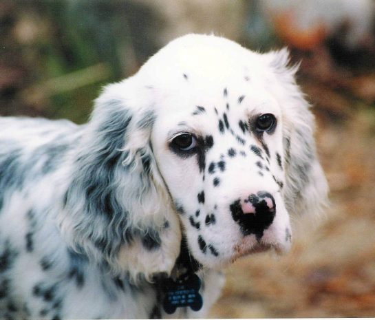 15 Cool Facts About English Setters - The Dogman