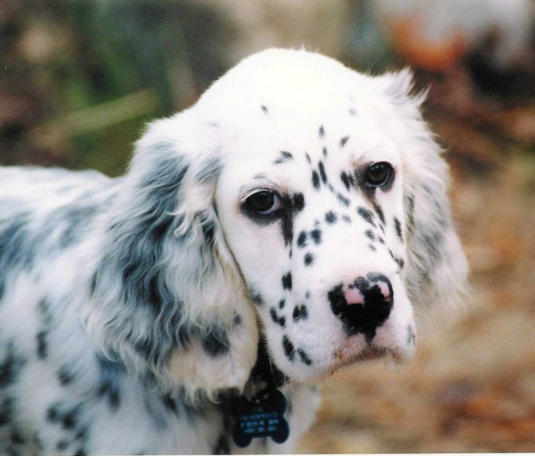 15 Cool Facts About English Setters - The Dogman