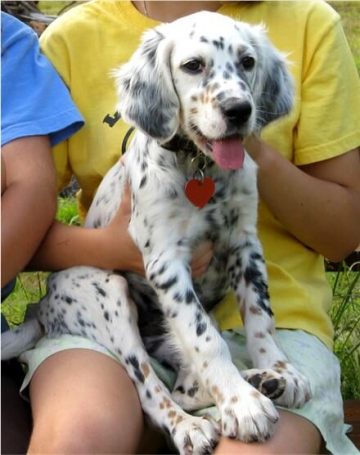 15 Cool Facts About English Setters - The Dogman