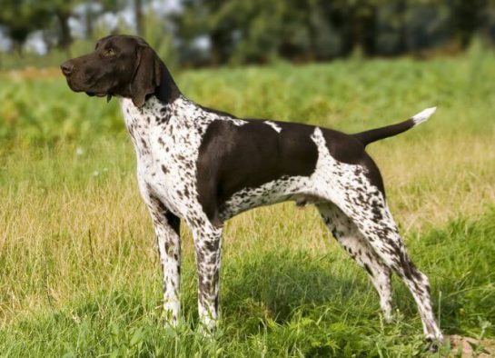 15 Cool Facts About Pointers - The Dogman