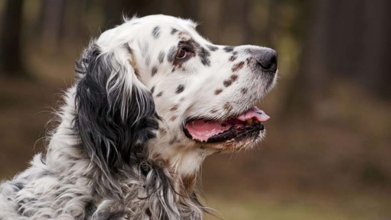 15 Cool Facts About English Setters - The Dogman