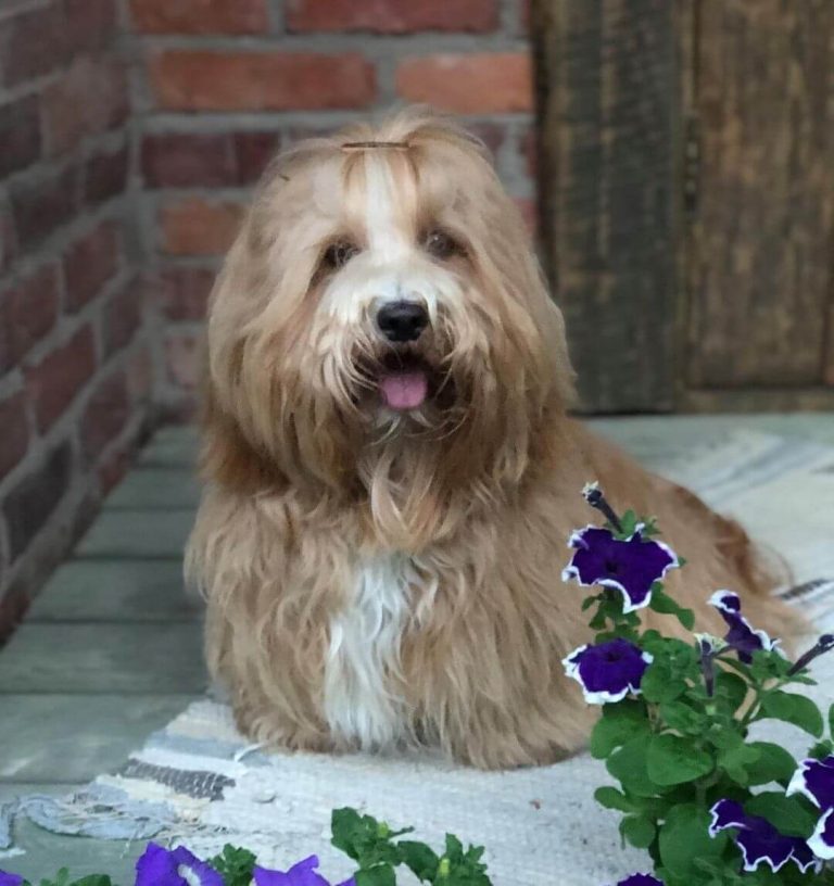 15 Interesting Facts About Havanese Dogs - The Dogman