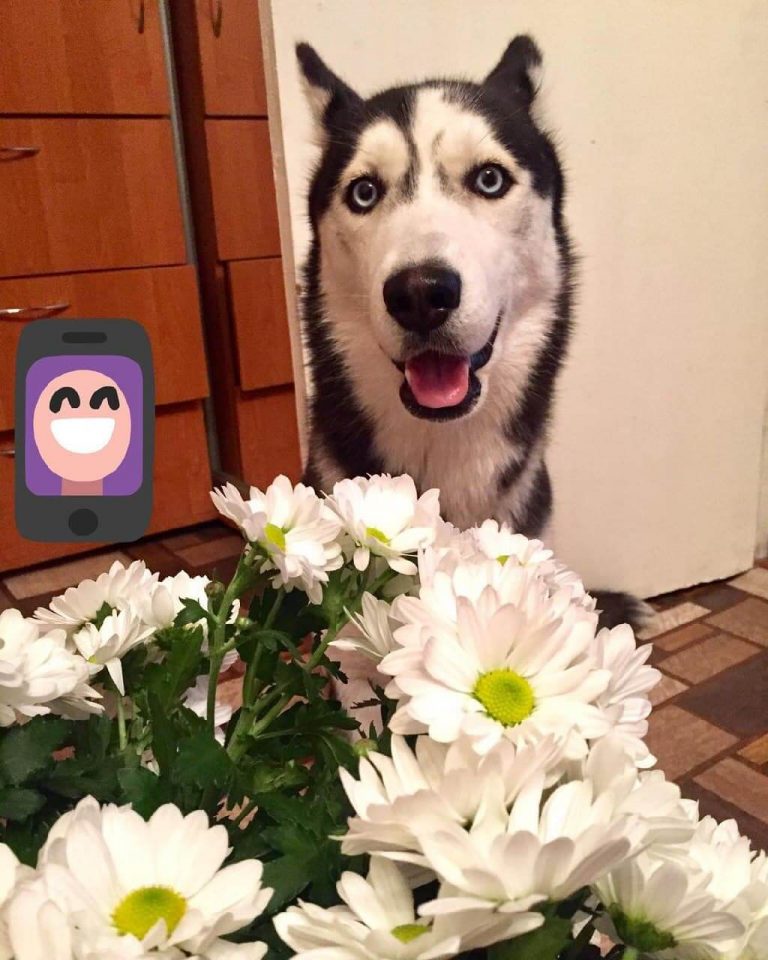 12 Reasons Why Your Husky is Staring at You Right Now - The Dogman