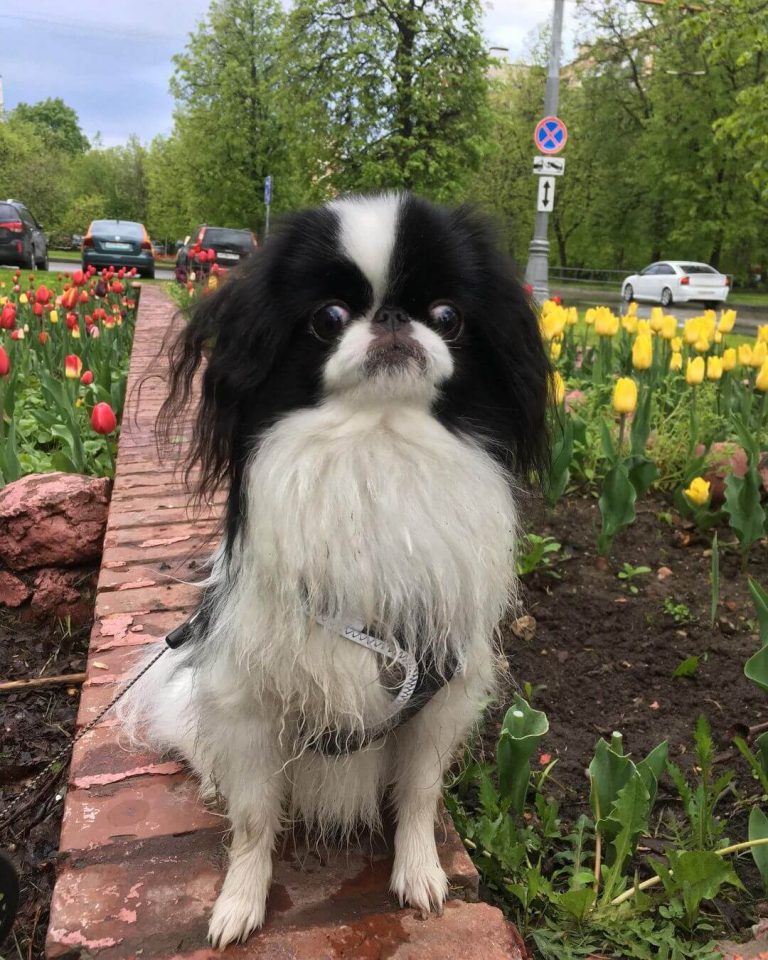 14 Amazing Facts About Japanese Chin You Probably Never Knew - The Dogman