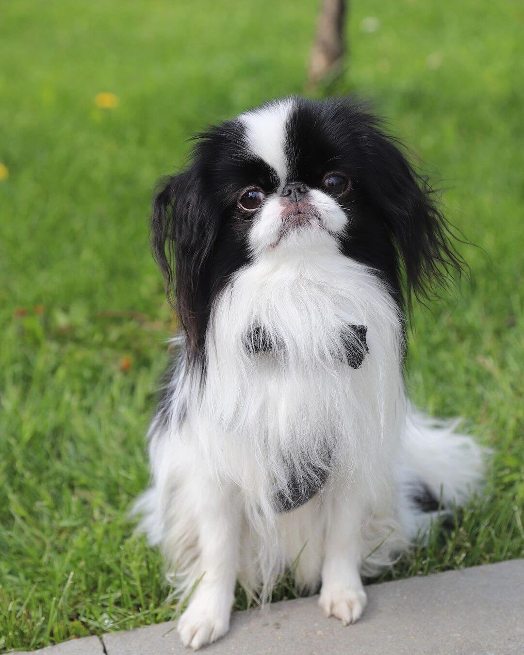15 Cool Facts About Japanese Chin | Page 3 of 5 | The Dogman